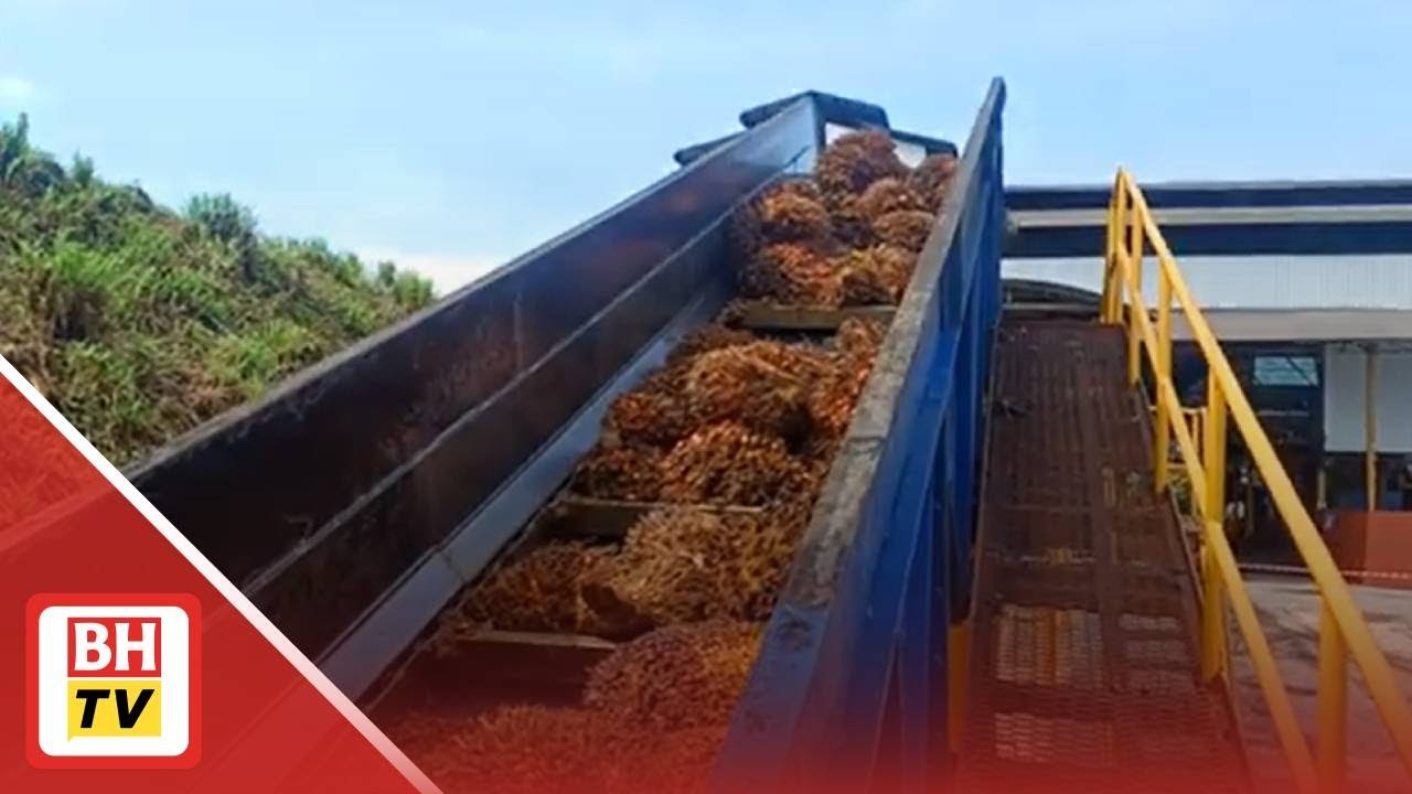 Kilang sawit pertama integrasi AI - YouTube