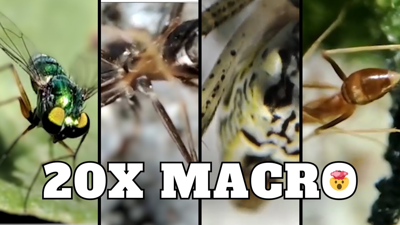 Insects Behavior Super Macro Capture | ASMR Videos | Capture Anything ...