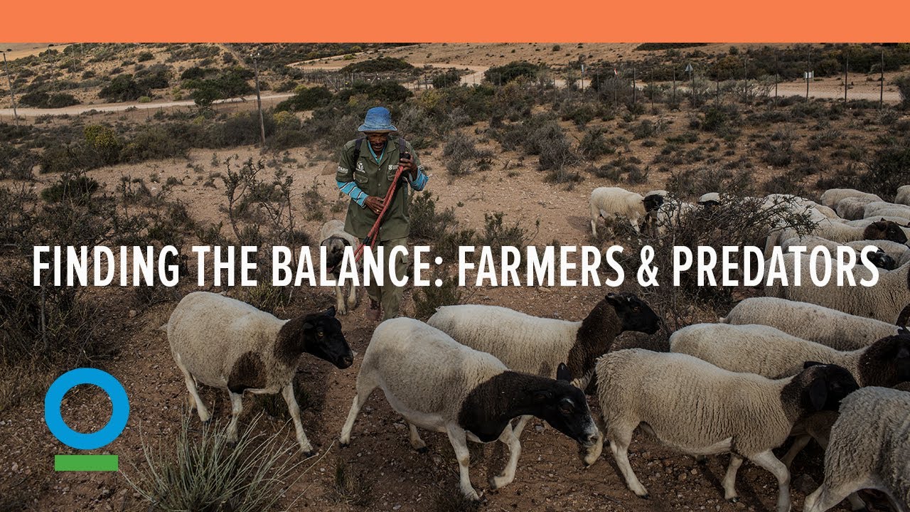 Finding the Balance for Farmers and Predators in South Africa ...