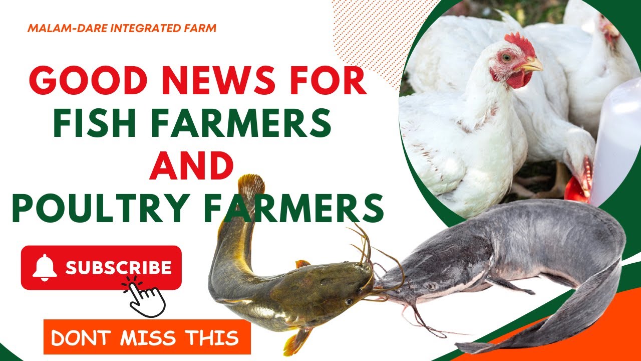 GOOD NEWS FOR BOTH FISH AND POULTRY FARMERS WHO WANT TO MAKE MORE ...