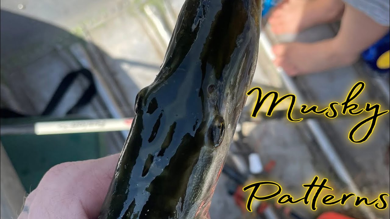 FIRST MUSKY ON WOLF LAKE! Part 1! Cass Lake Minnesota! - YouTube
