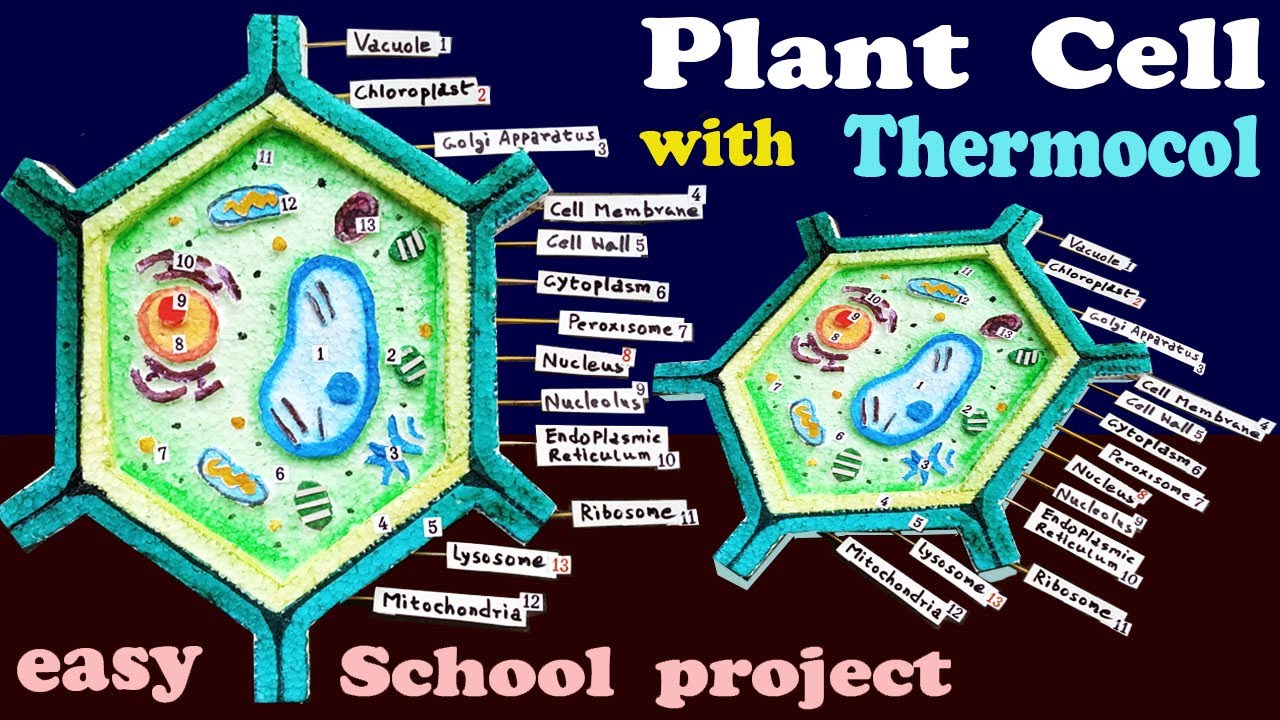 plant cell model with thermocol - YouTube