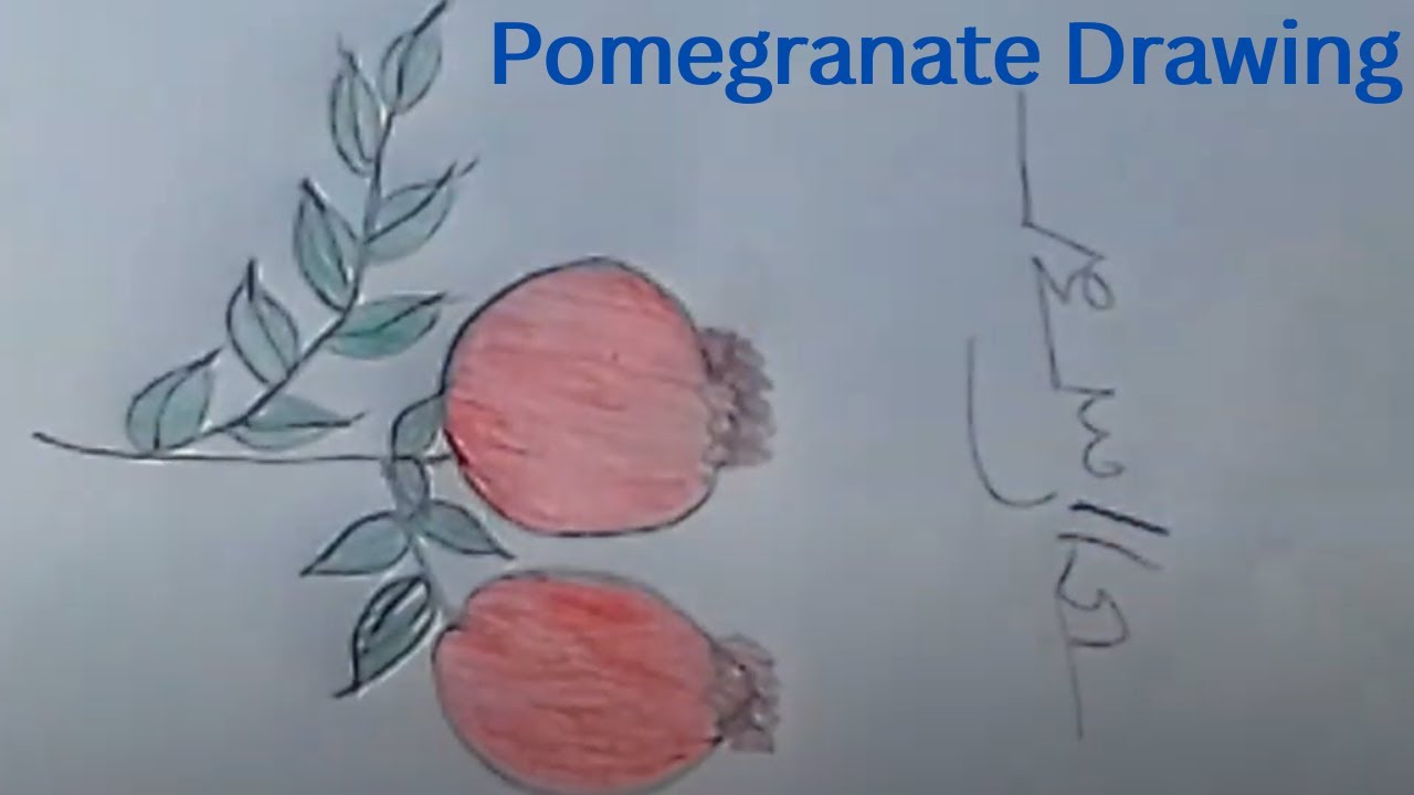 Beautiful Pomegranate Fruit Drawing/New Color Pencil Drawing - YouTube