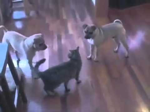 1 kedi vs 2 köpek :)  Bu kavga kaçmaz bence mutlaka izle