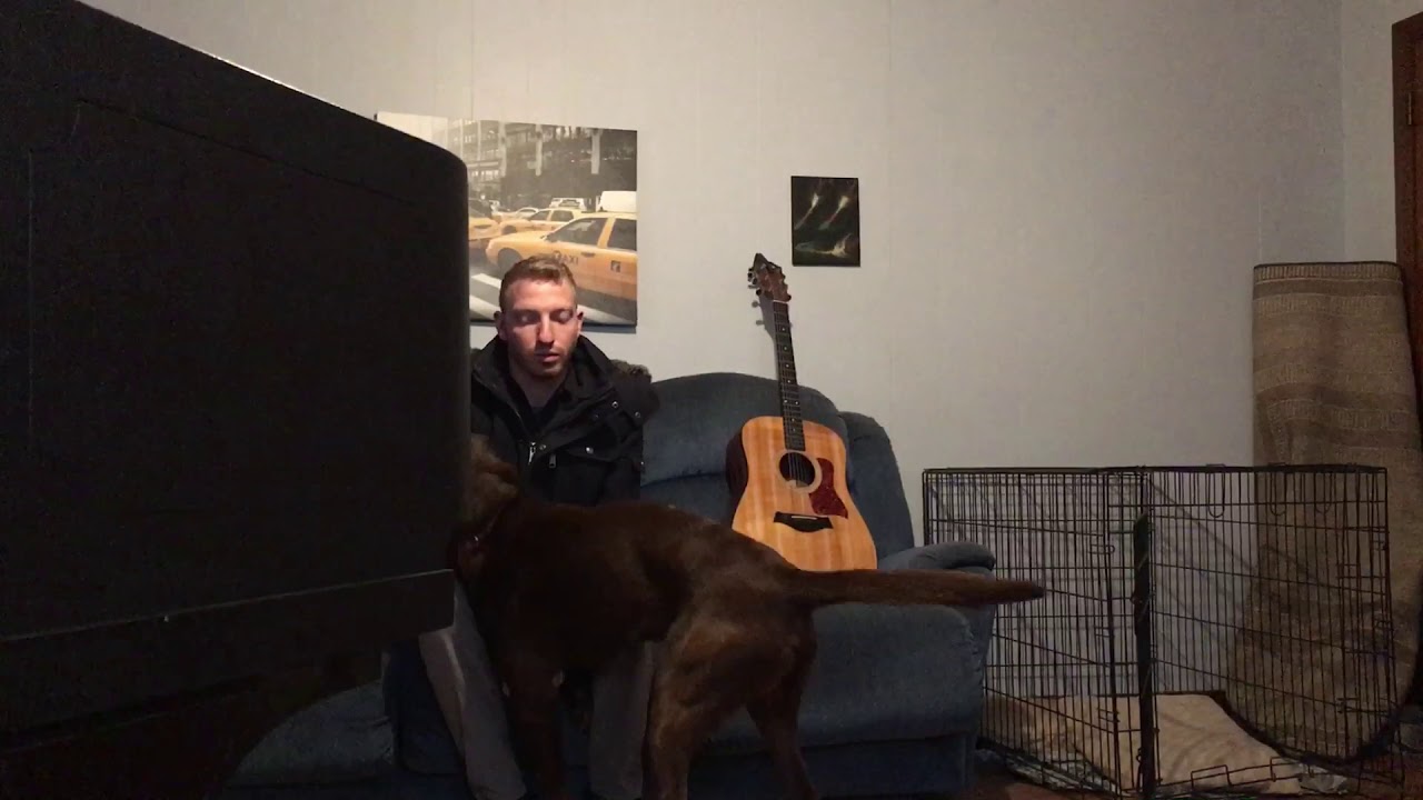 Ignoring a Chocolate Labrador - YouTube