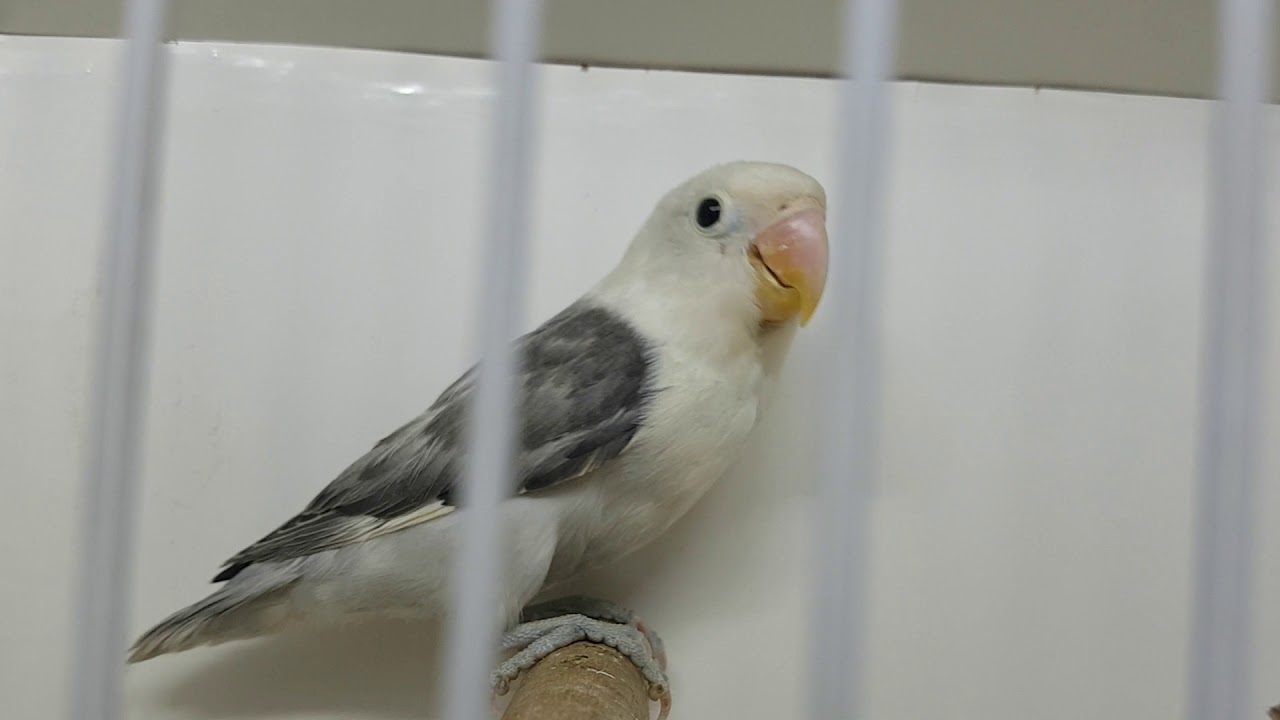 LOVE BIRD MOUVE SABLE 1500.000 - YouTube