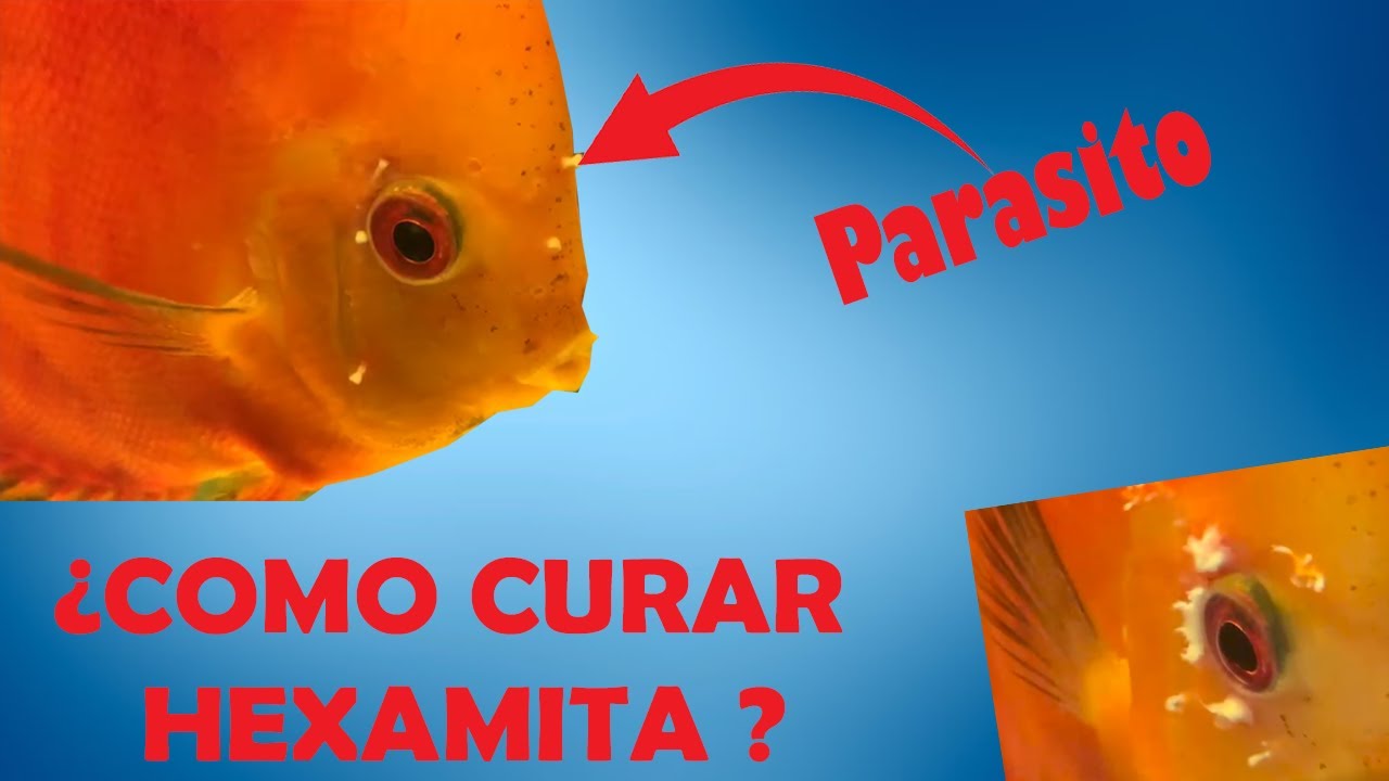 Como curar Hexamita / Hexamita en discos diagnostico - YouTube