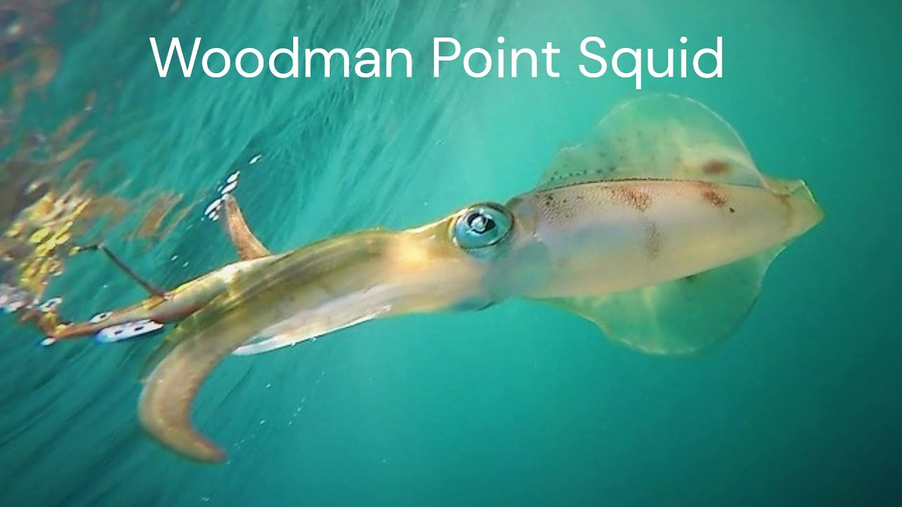 Slow morning turns into one of the best days ever! Woodman Point Squid ...