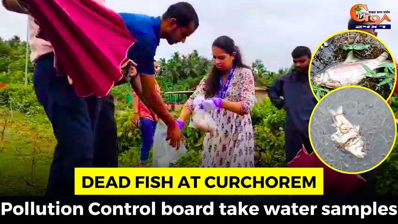Dead fish at Curchorem: Pollution Control board take water samples ...