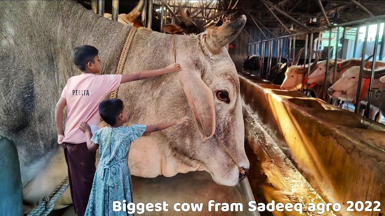 Sadeeq Agro 2022 New Collection । Sadeeq Agro Cow New Collection 2022 ...