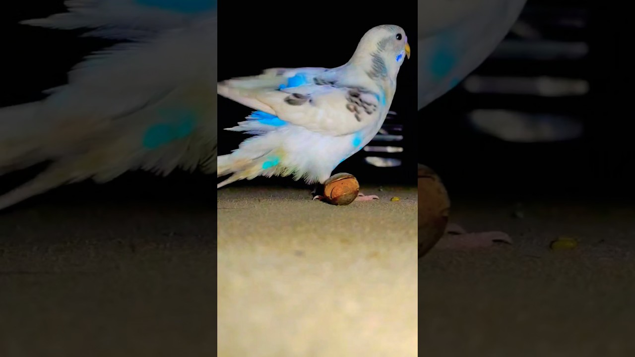 Say no to bird droppings all over the floor, wear a parrot poop bag ...