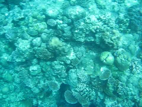Palau 2009 turtle cove - YouTube