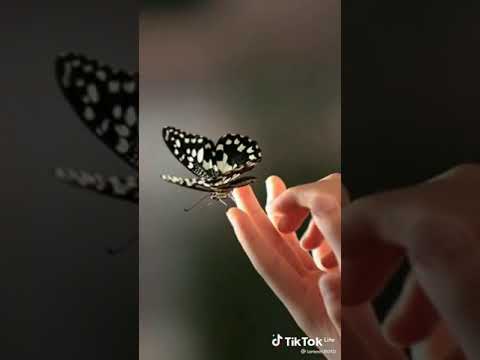 status ucun video❤❣