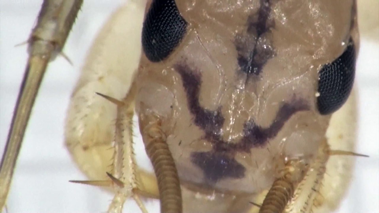 Centipede Macro Shooting Close Up Macro - Insect 1080HD - YouTube