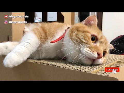 Furry Orange enjoys the second floor | Pring Pring Cats #pringpringcats ...