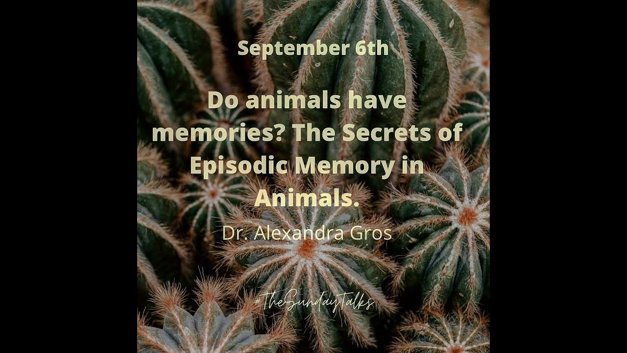 Do animals have memories? The Secrets of Episodic Memory in Animals ...