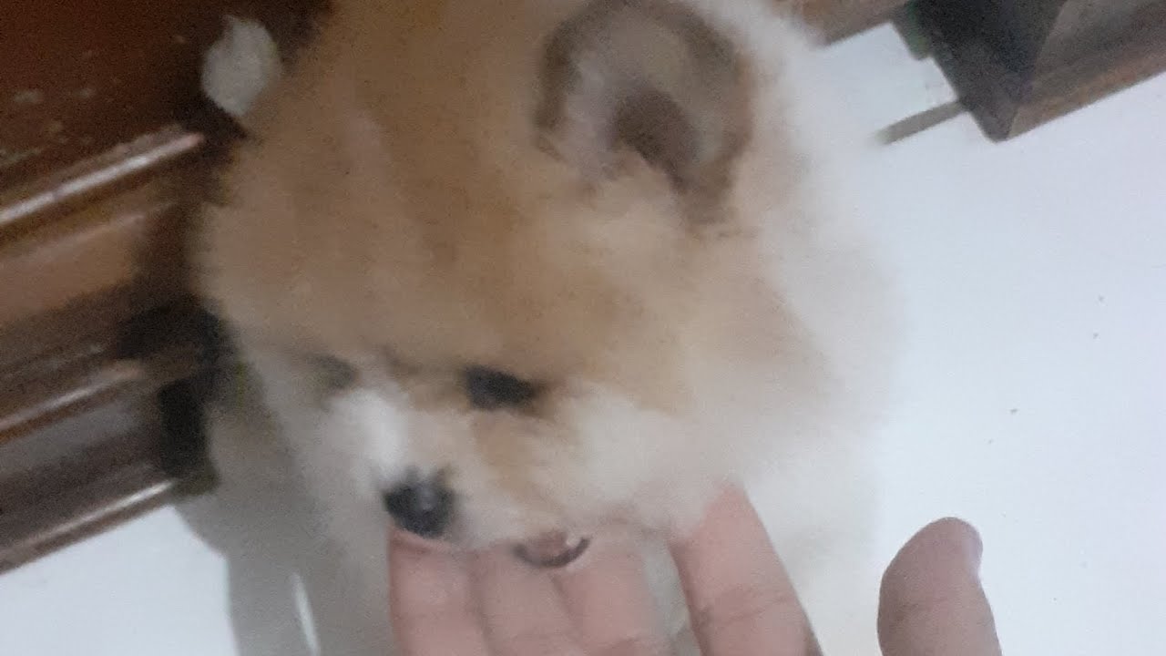 a mouse size mini pom 🤣 had officially called reya - YouTube