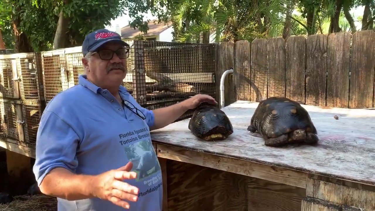 Andrews Giant Redfoot Tortoises. - YouTube