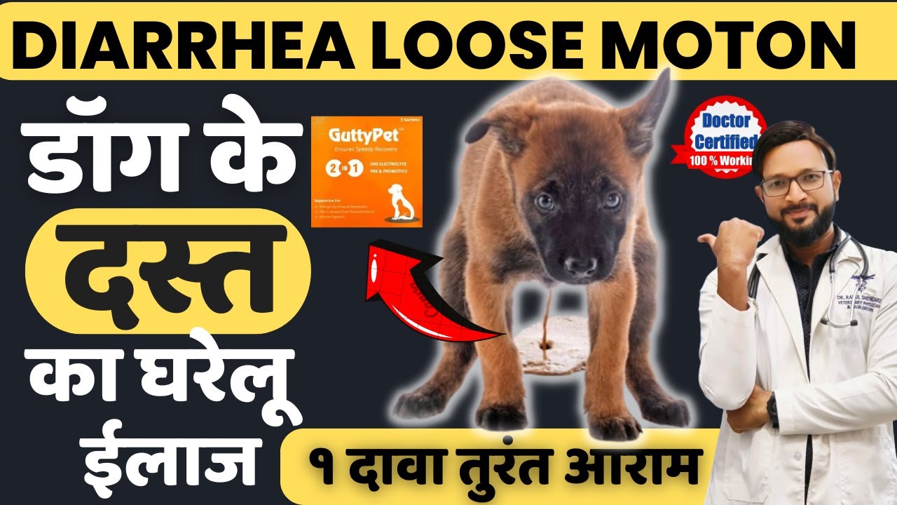 Dog Ko Dast Hone Par Kya Kare | Dog Loose Motion Medicine | Dog ...