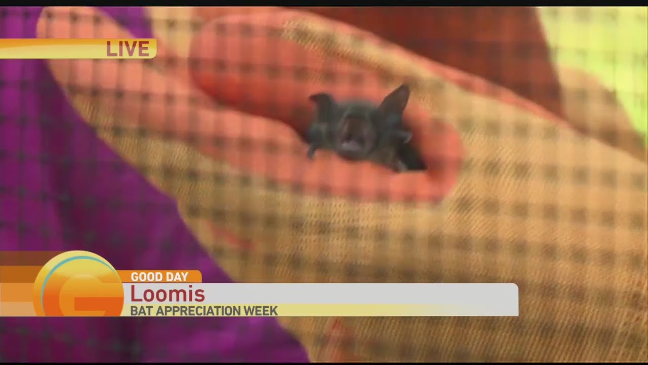 Bat Appreciation Week - YouTube