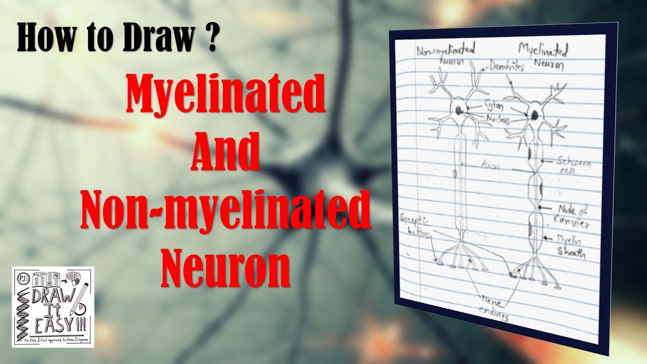 How to Draw Myelinated & Non-myelinated Neuron | Biology Diagrams ...