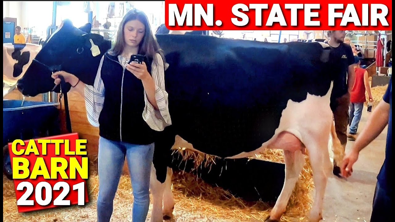 MN. State Fair 2021 - Cattle Barn - YouTube