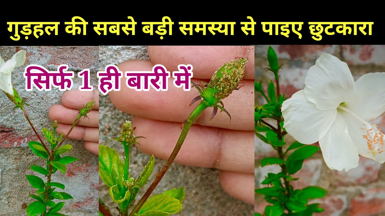 How To Control Insects and Pests On Hibiscus Plants - YouTube