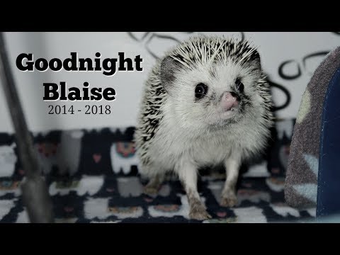 What Happened to Blaise