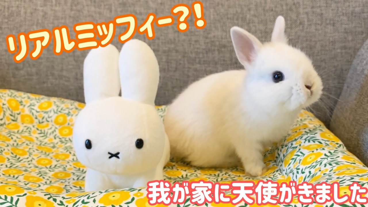 我が家の子うさぎがリアルミッフィーにしか見えない！My baby rabbit looks like real Miffy!【EX.54 ...