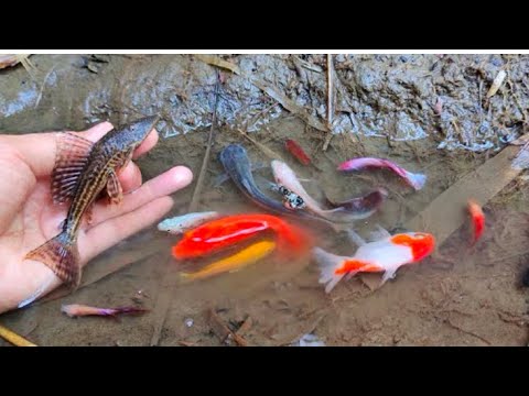 Amazing catching beautiful fish Kim Kim Fish,Koi Fish, Neon Fish ...