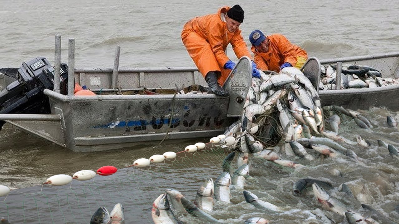 Commercial salmon fishing using big nets in Alaska Bay - Fishermen ...