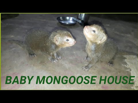 Mongoose baby Care - YouTube