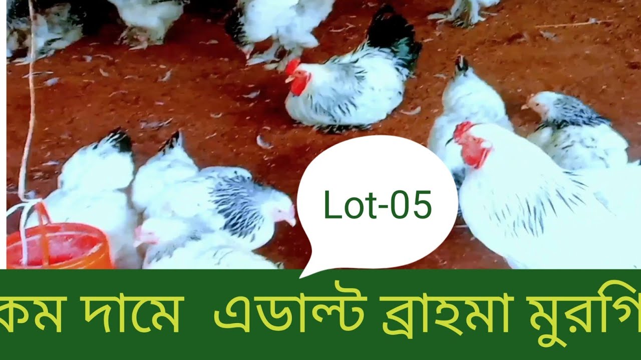 Brahma Murgi ️কম দামে এডাল্ট ব্রাহমা মুরগি | Jorge Agro - YouTube