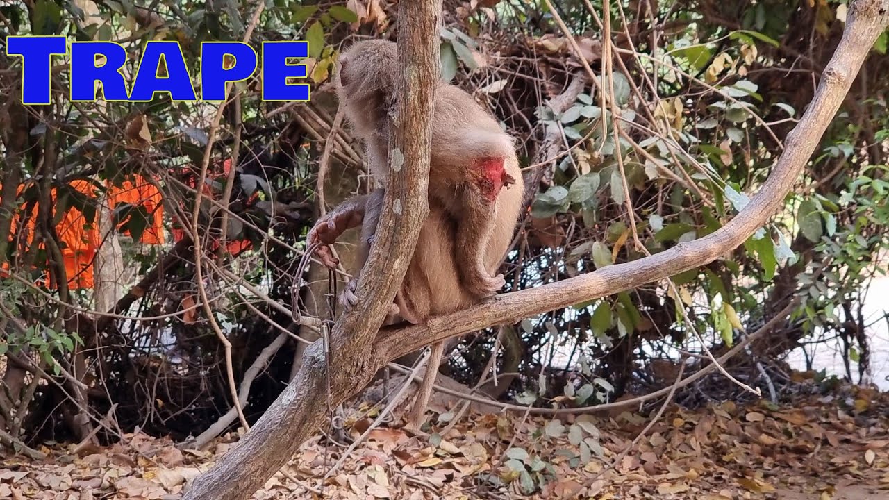 God help ____ Monkey Got Trape so hurt on finger - YouTube