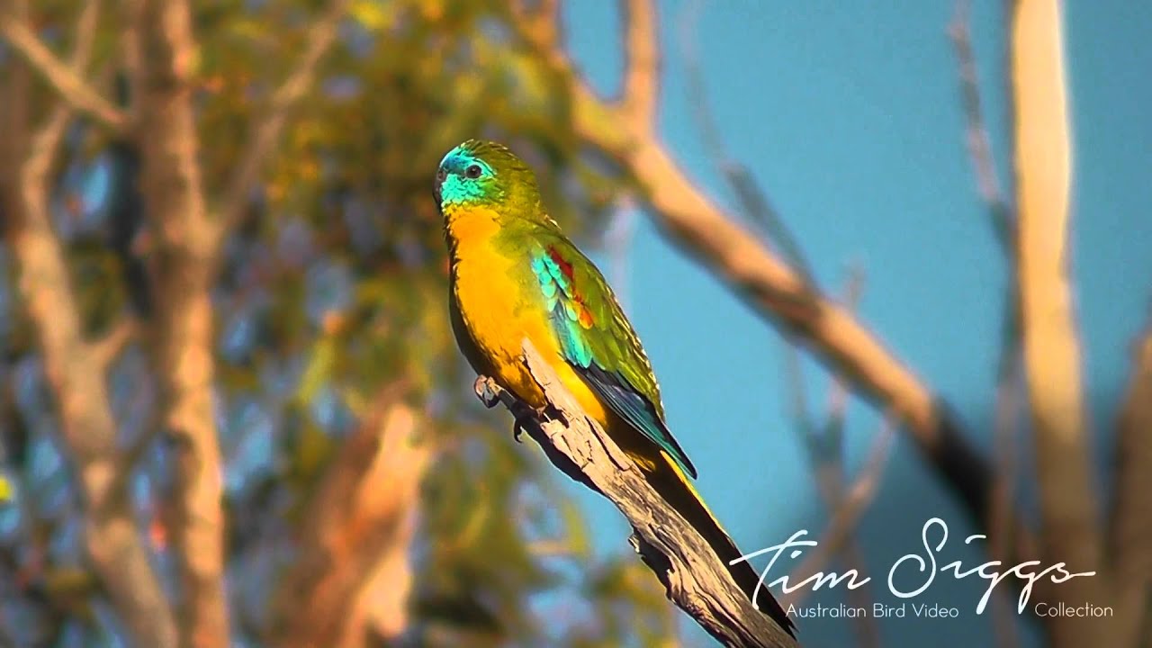 Turkquoise Parrot Neophema pulchella HD Video 1/1 Australian Bird Media ...