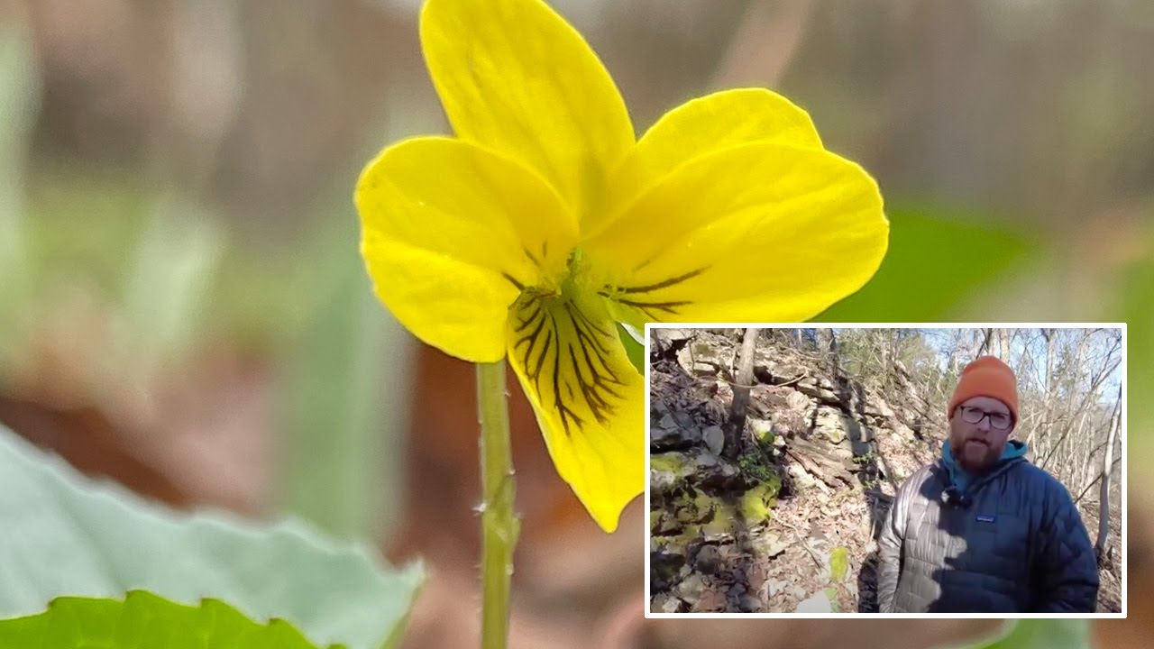 Deep Roots | Lunch and Learn: Cedar Niles Park with Johnson County ...