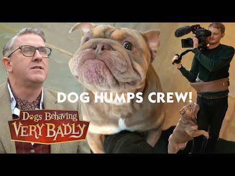 Help Stop My Dog Humping | Dogs Behaving Very Badly