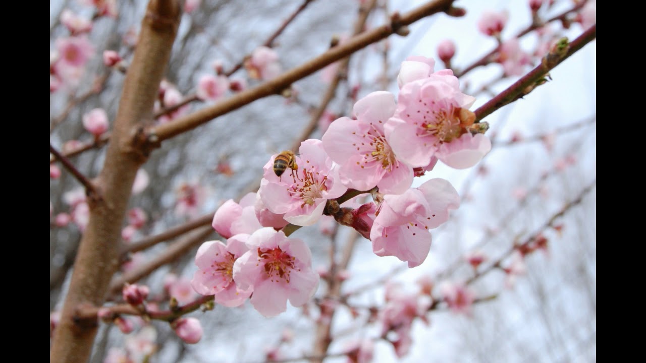 Geel Perske Reen Anton Goosen - YouTube