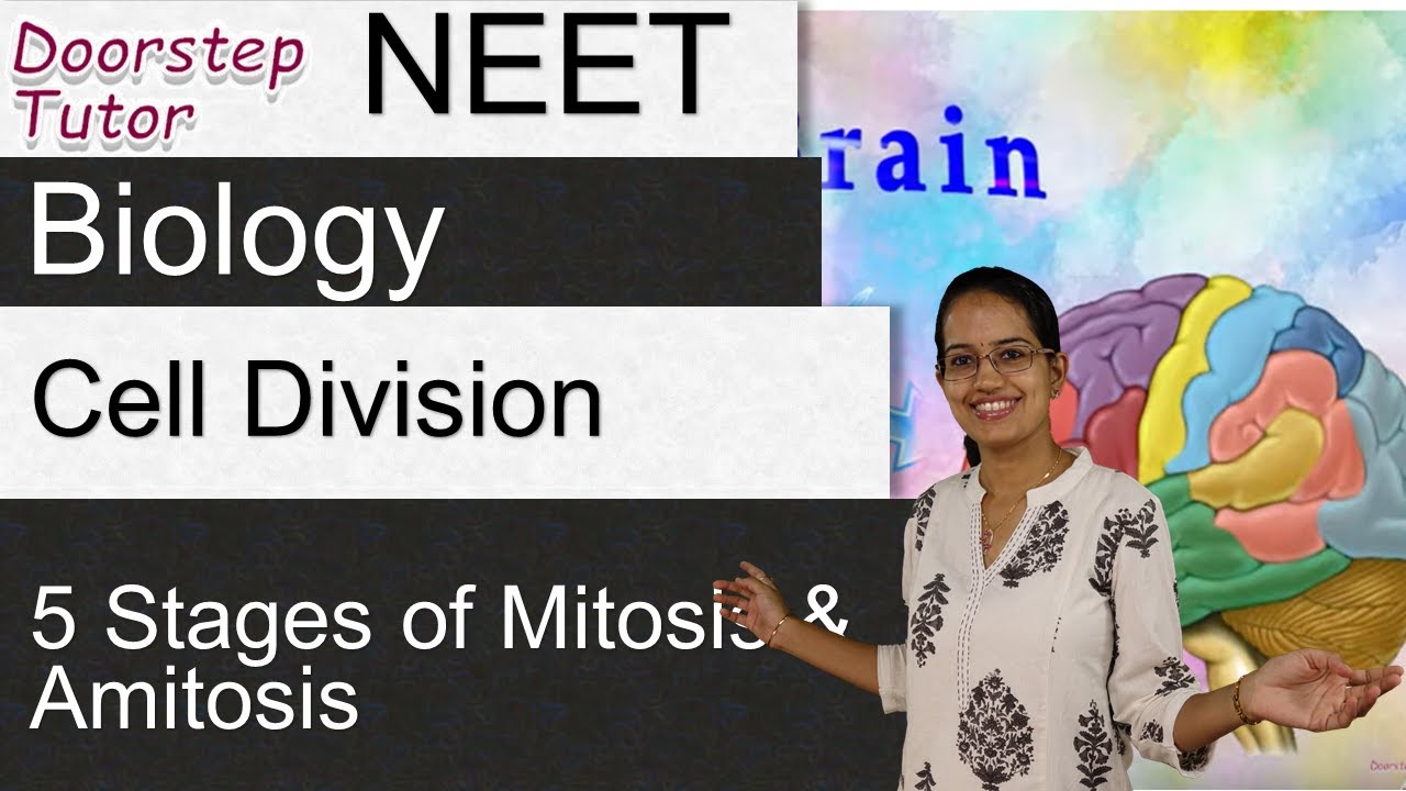Cell Division - Mitosis & Amitosis; 5 Stages of Mitosis - Memory Tricks ...