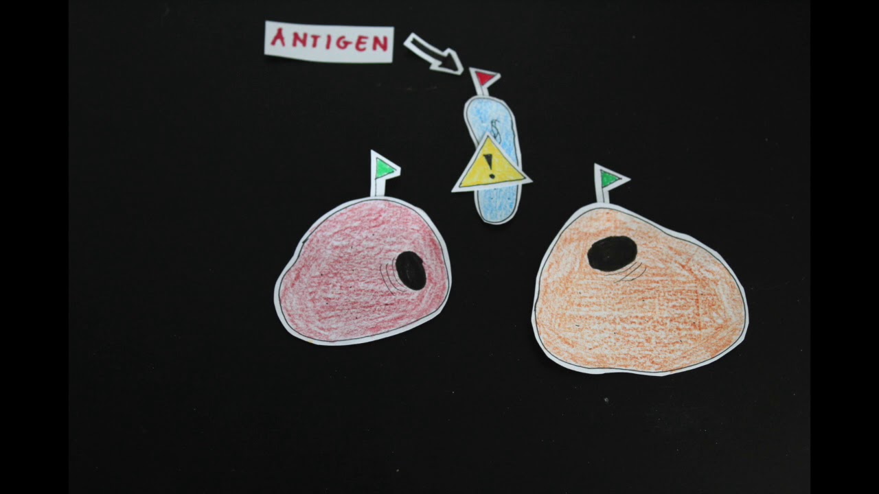 IB Biology HL Review Animation - Immunity and Antibody Production (6.3 ...