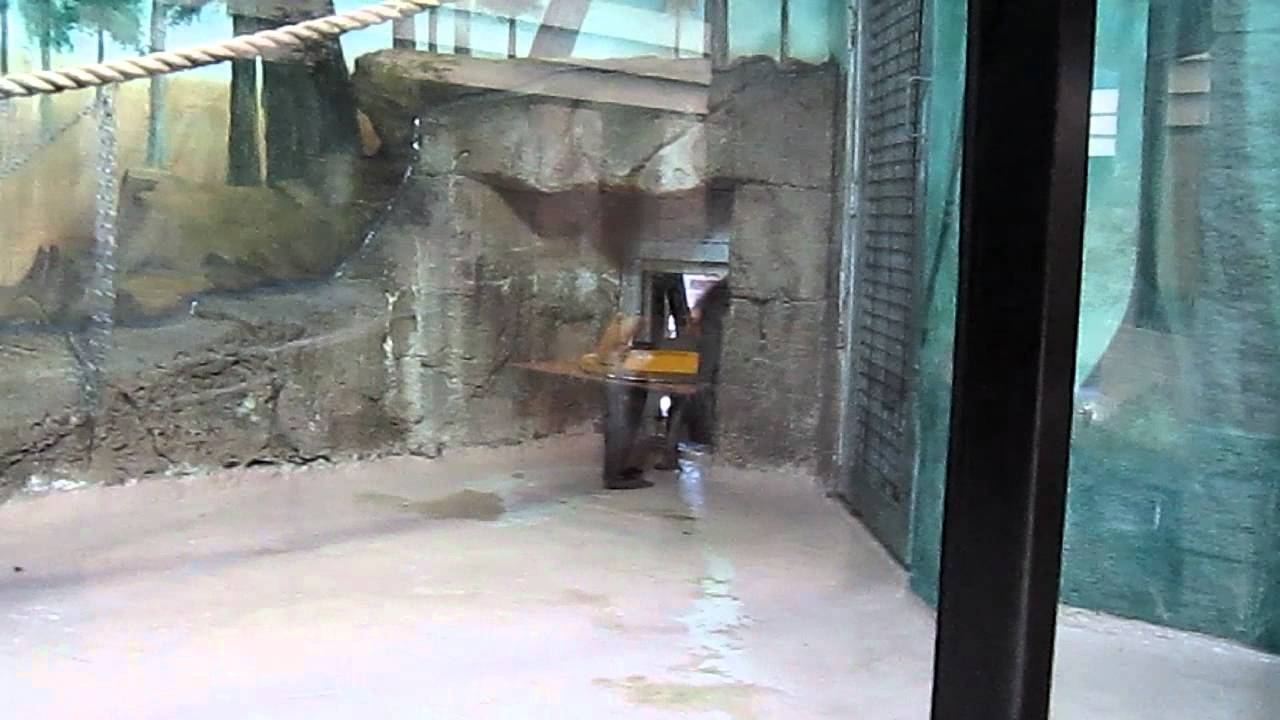 funny Monkeys behaving bad at the zoo wrestling - YouTube