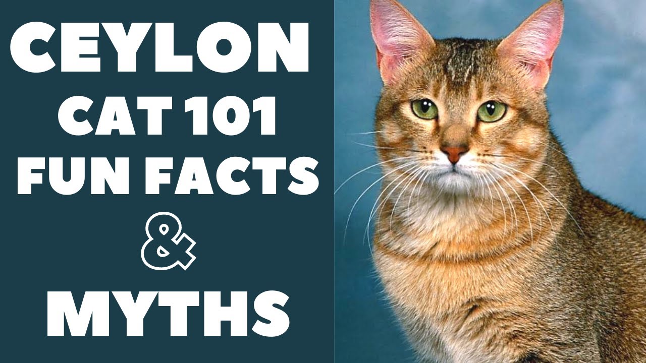 Ceylon Cats 101 : Fun Facts & Myths - YouTube