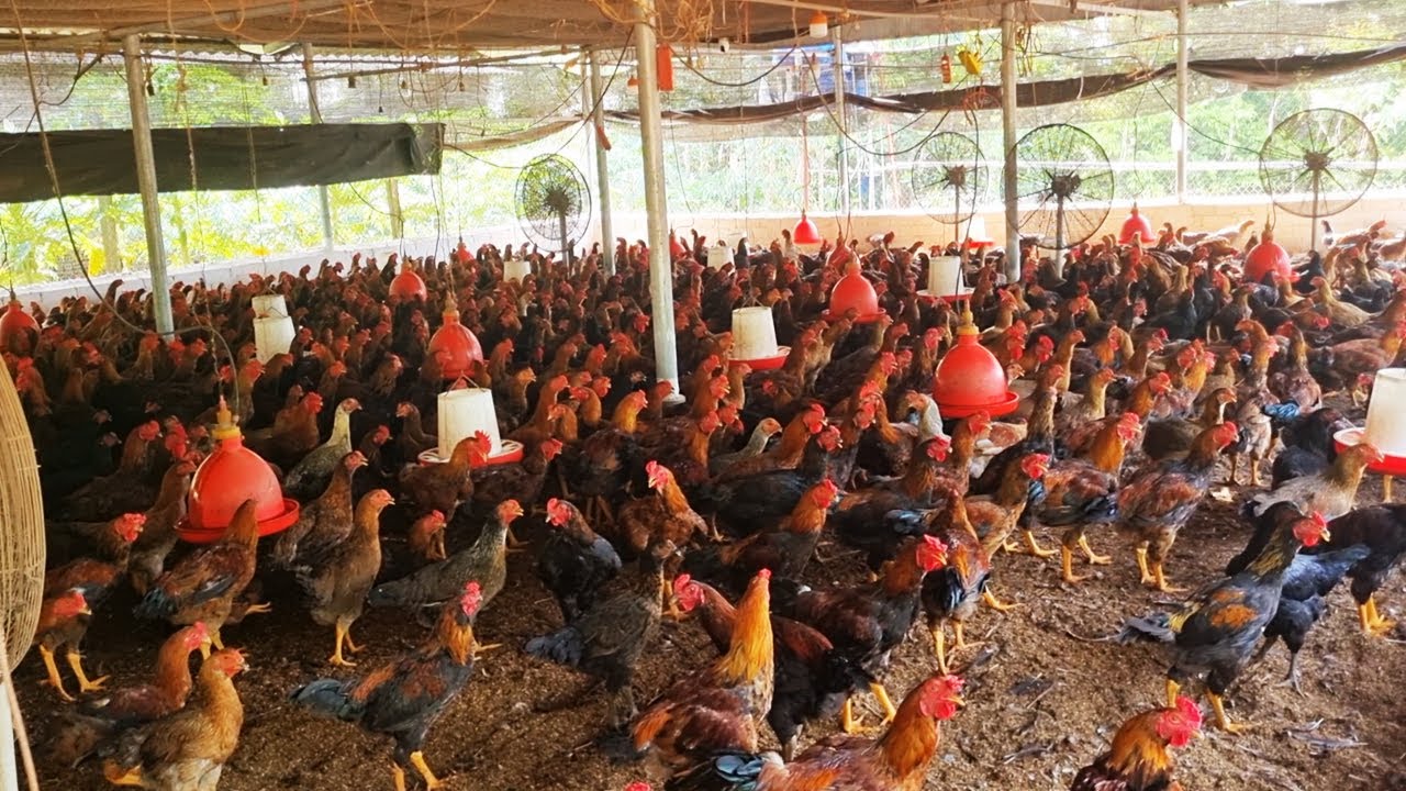 145 Days of Raising 5000 Fighting Chickens for business- Free Range ...