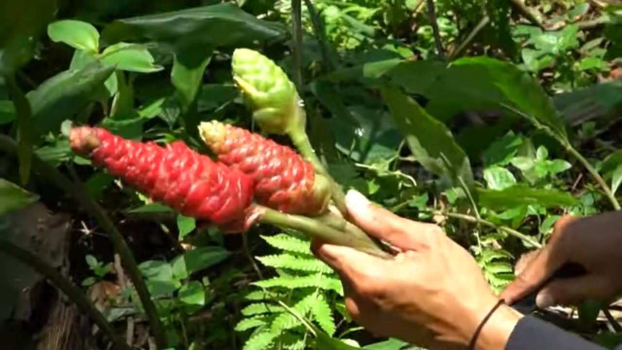 Menyulap Bunga Lempuyang Jadi Makanan Enak | ENAH BIKIN ENAK (12/05/22 ...