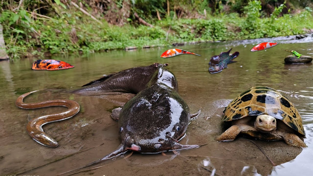 Wadidau... Catching Colorful Betta Fish and Glowfish Betta, Catfish ...