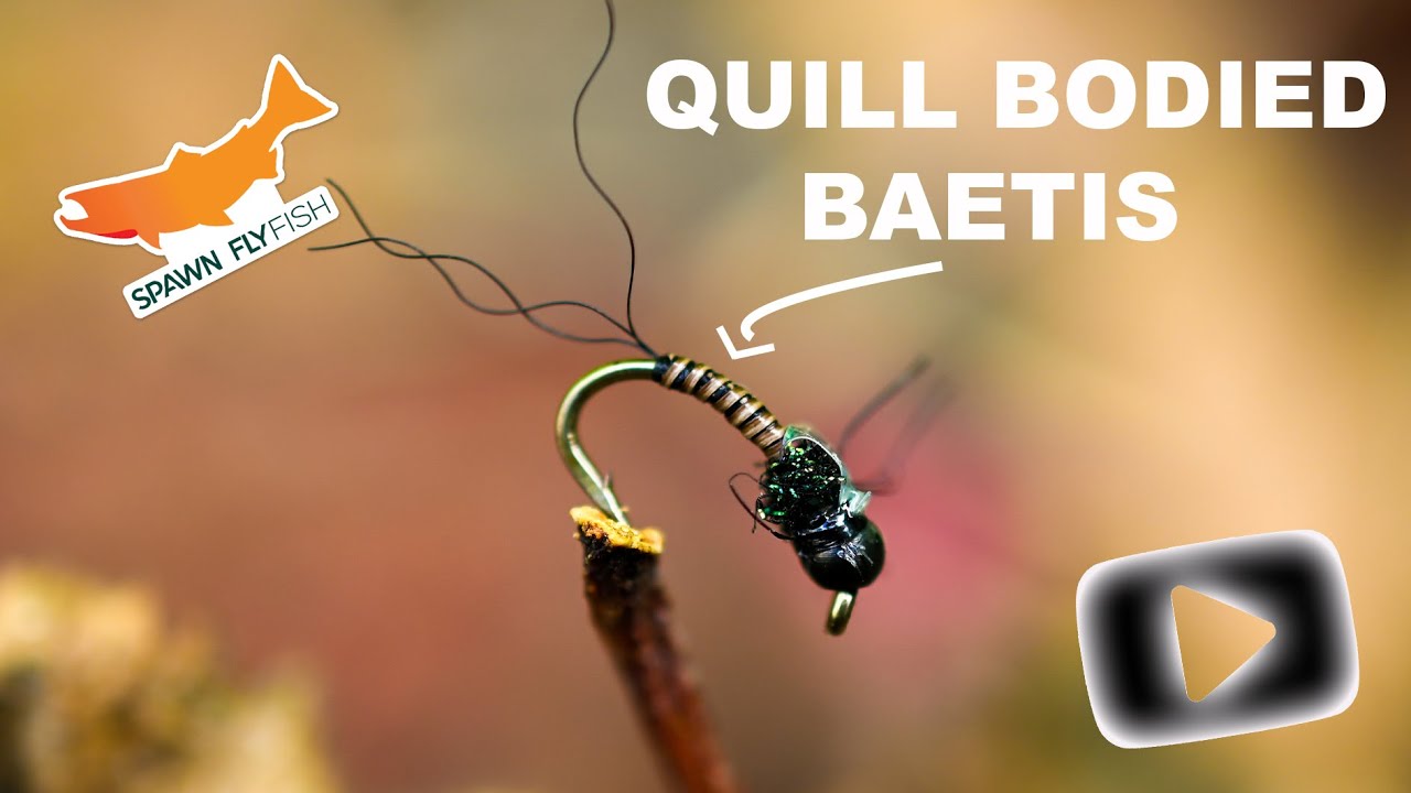 Peacock Quill Bodied Baetis- Fly Tying Tutorial - Baetis Fly Pattern ...