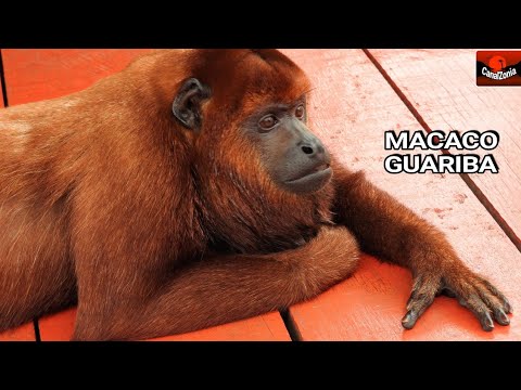 🟤 Macaco - Guariba da Amazônia - YouTube