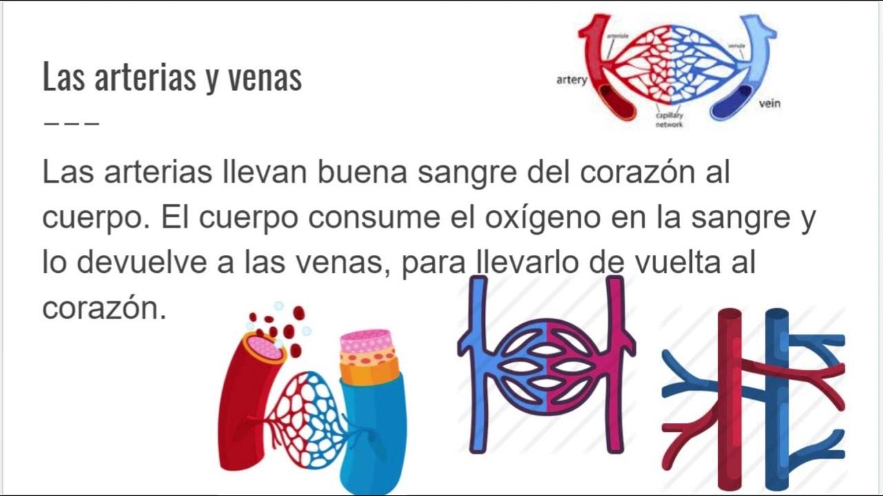 The circulatory system in Spanish! | Biology - YouTube