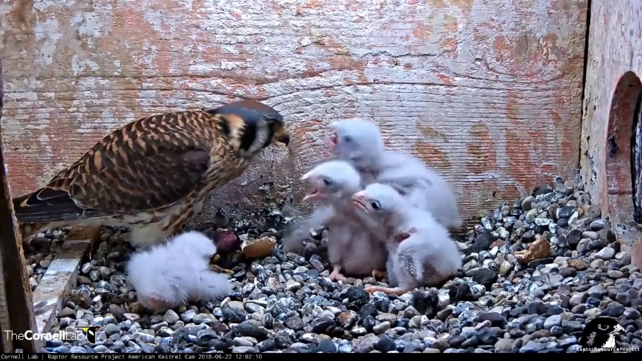 2018 06 22 Wisconsin American Kestrel Oops - YouTube