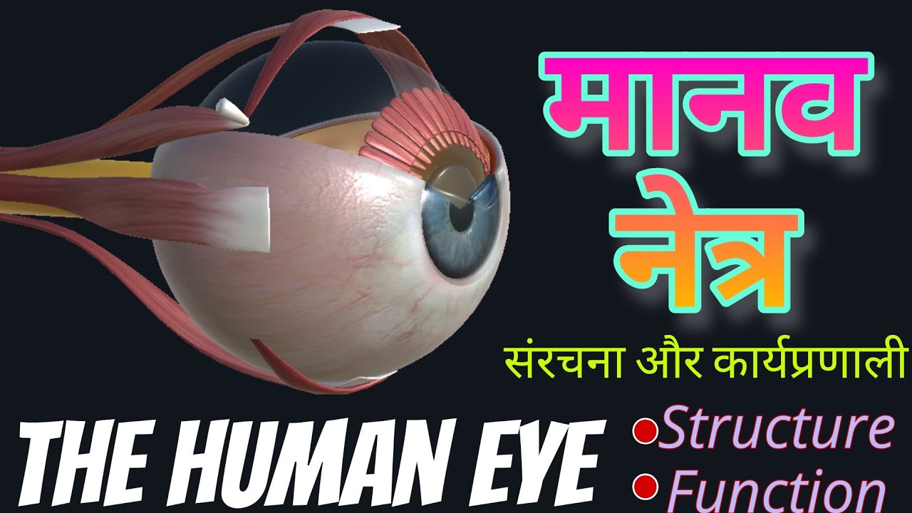 आंख कैसे काम करती हैं? | Working Of Human Eyes | structure and function ...